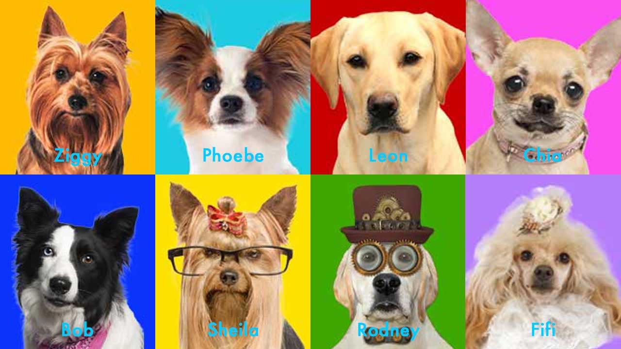 Ask Boris the Dog For All Things Canine Related from Products to Reviews